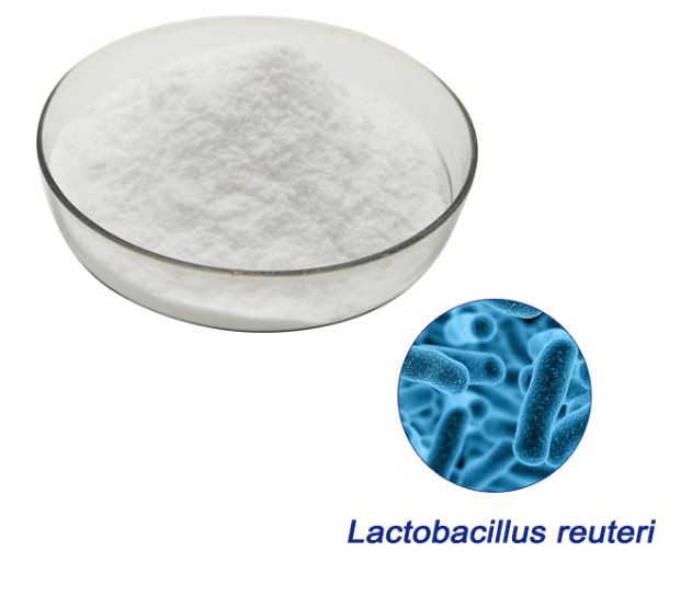 Lactobacillus Casei Probiyotik – GREEN AGRI